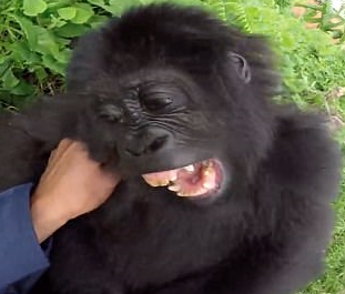 World News:The giggling gorilla! Adorable moment orphaned ape laughs as ...